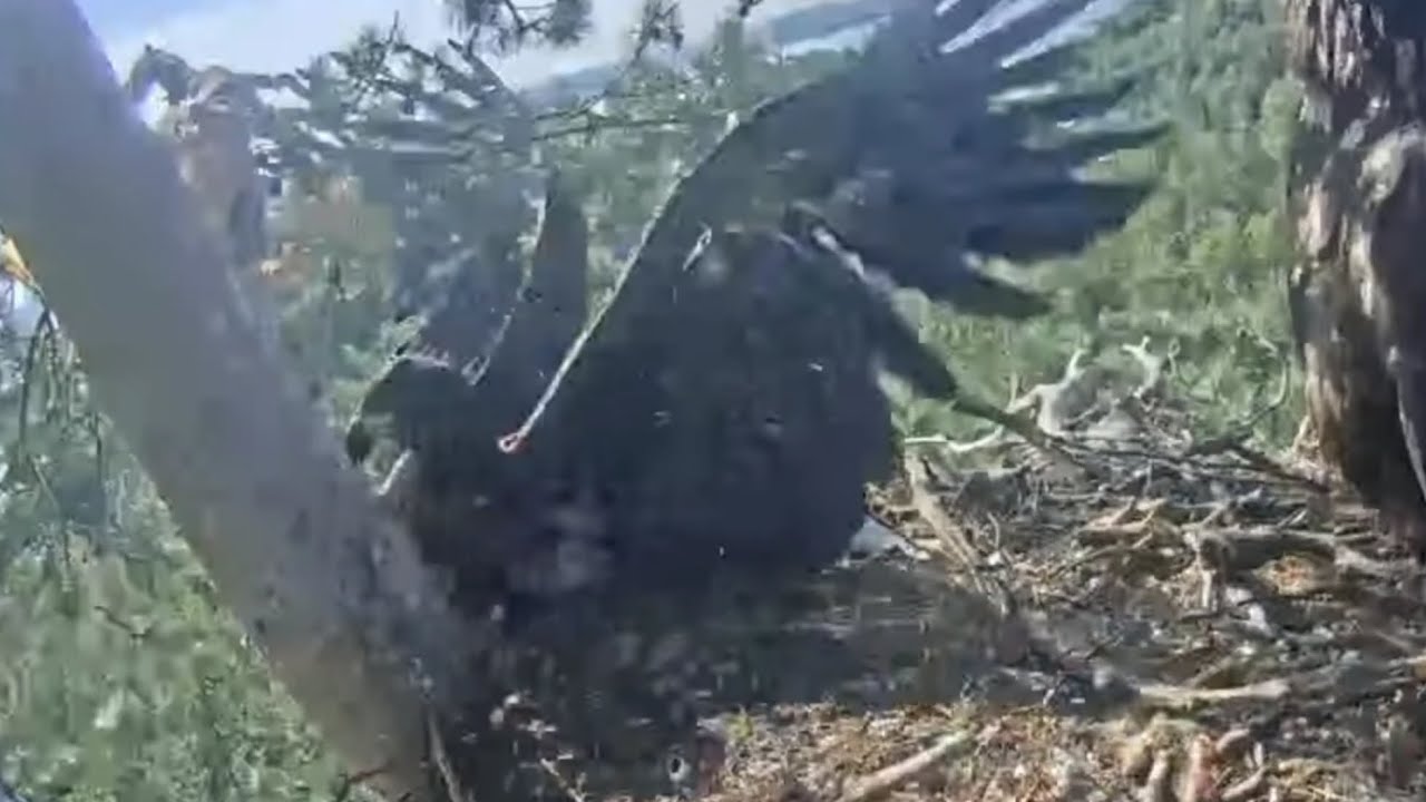 Eaglet fall from nest during branching | White-tailed eagles | July 17 ...