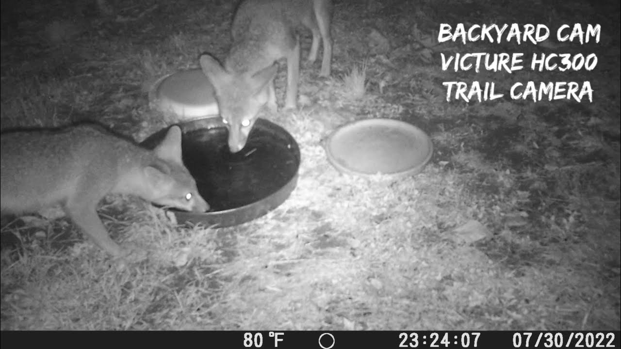 Backyard Cam: Victure HC300 Trail Camera Video July 28-31, 2022 - YouTube