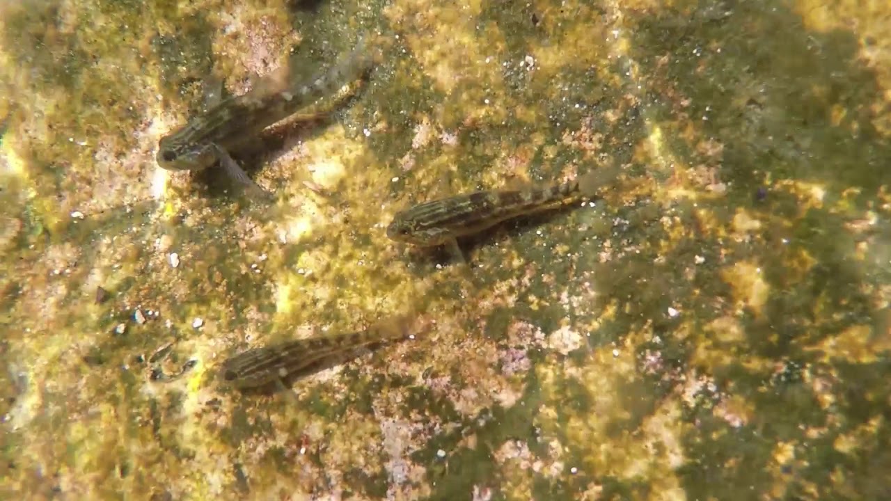 Cueva de los Peces, Cuba - fish species - YouTube