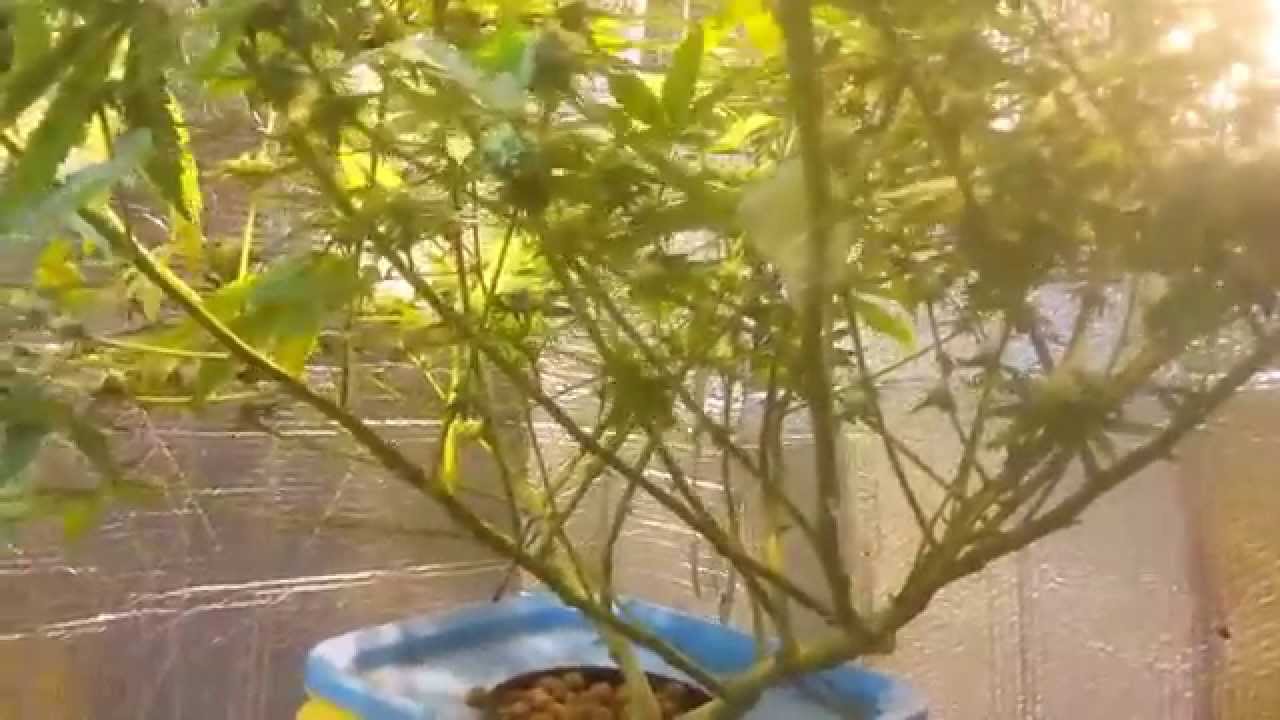 Querkle LST DWC update - YouTube