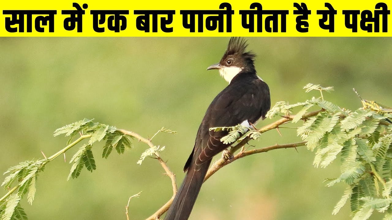 Why Do Chatak Birds Only Drink why-do-chatak-birds-only-drink