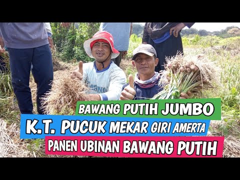 panen ubinan bawang putih dengan luasan 2,5 m persegi - YouTube
