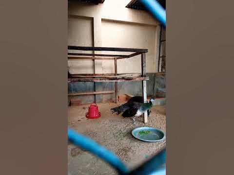 প্রকৃতির অপরুপ সৌন্দর্য ময়ুর#shorts #MK HRIDOY - YouTube