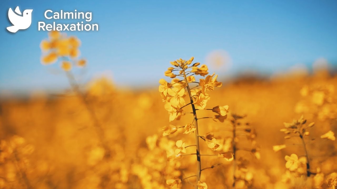 Relaxing Calming Stress Relief Classical Music for Healing - YouTube