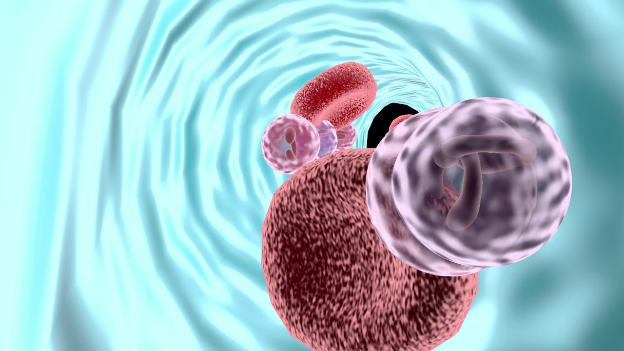 Blood Flow animation - YouTube