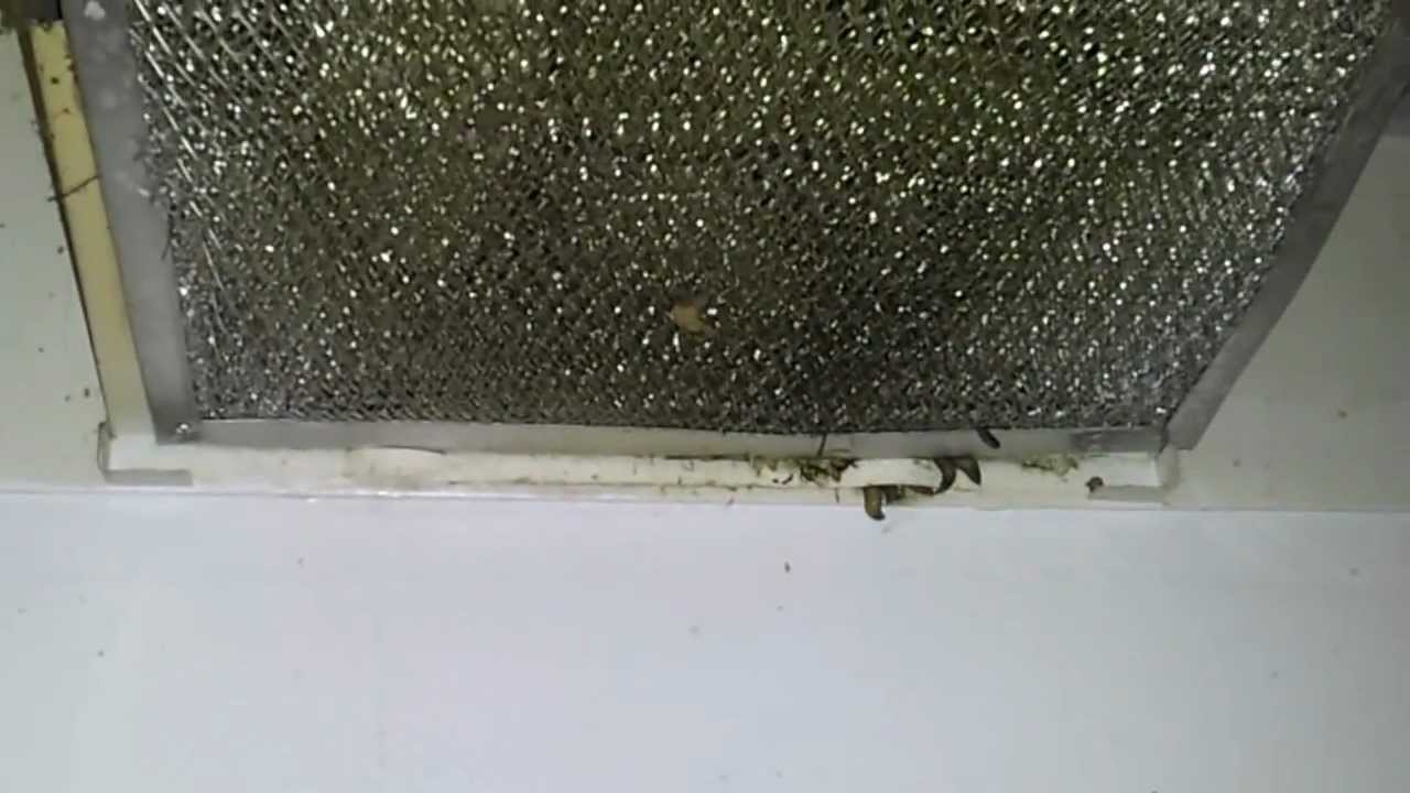 Maggots coming out of the hood in my kitchen - YouTube