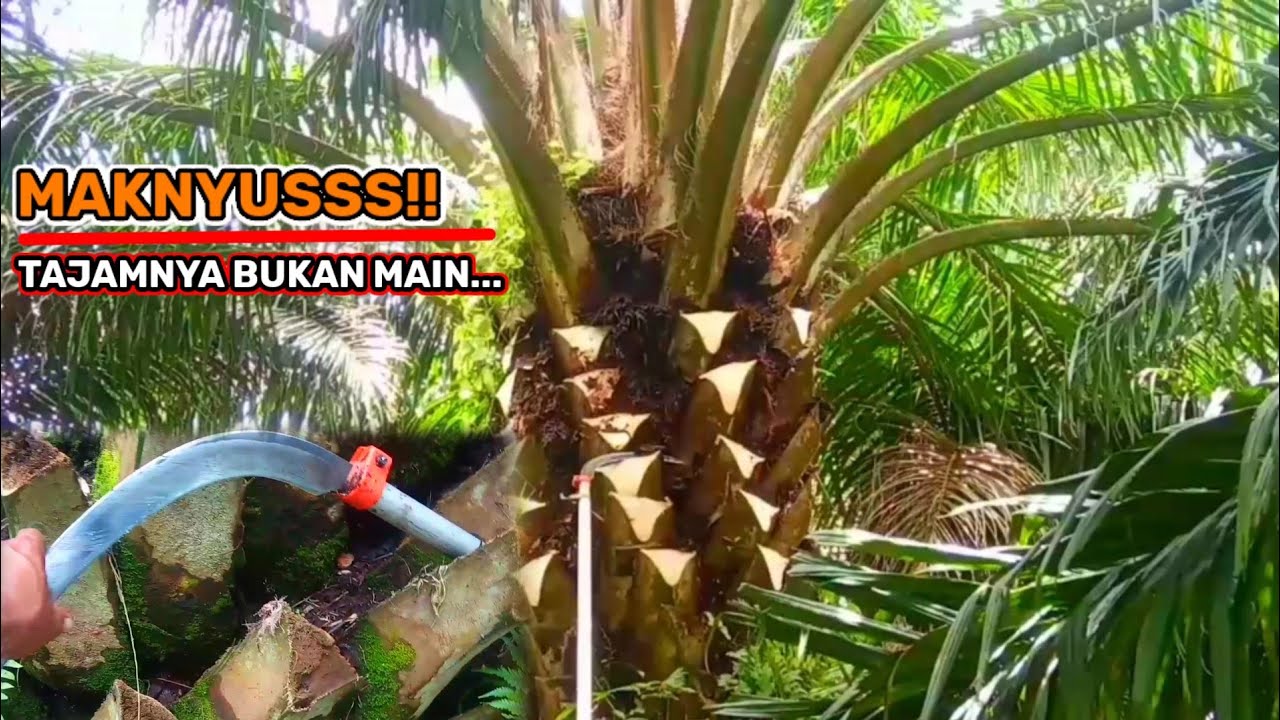 PRUNING SAWIT!! jadi mudah pakai egrek super tajam... - YouTube