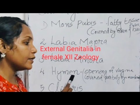 External genitalia of Female reproductive system XII humanreproduction# ...