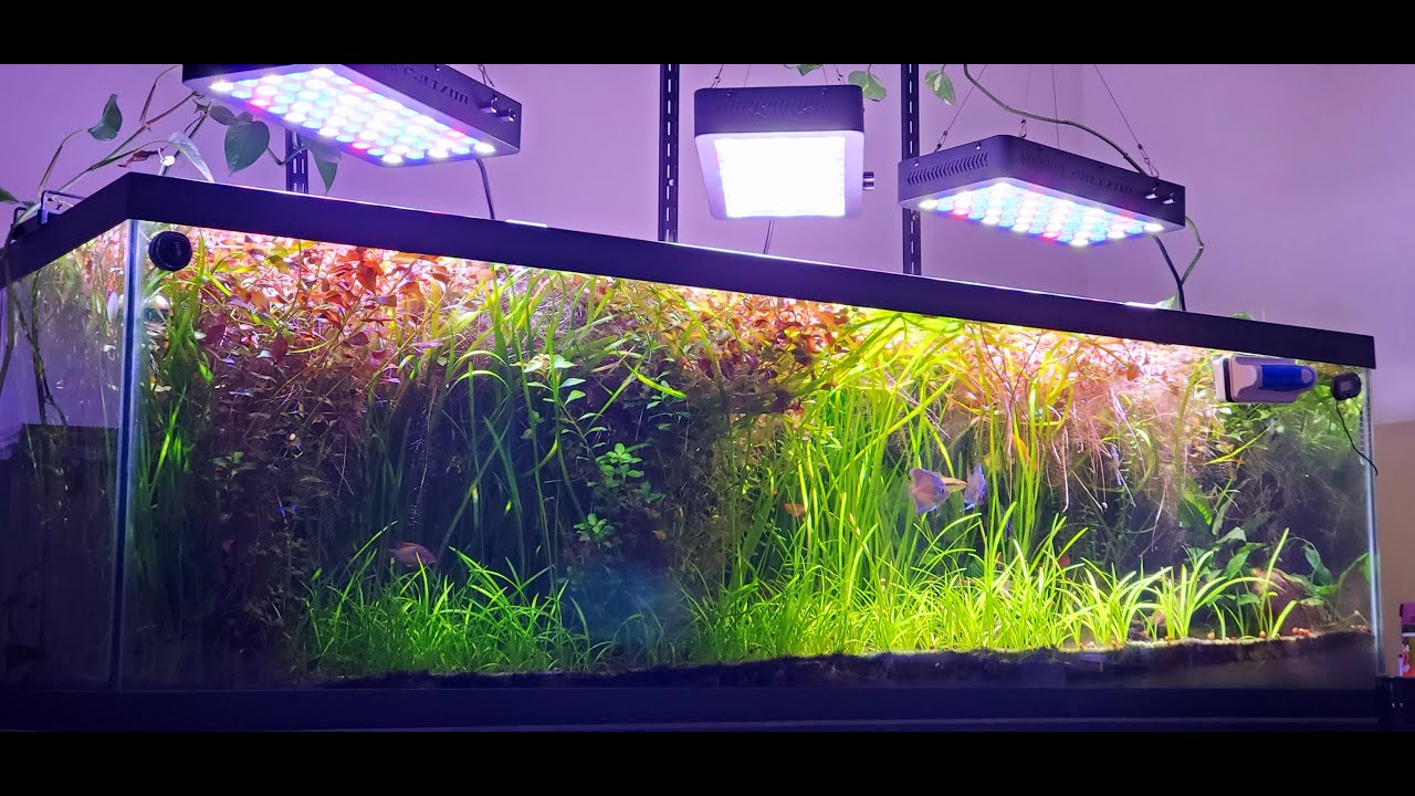 My LIFETIME AQUARIUM Hobby- Wu Wu GRATITUDE Fish Tank Video - YouTube