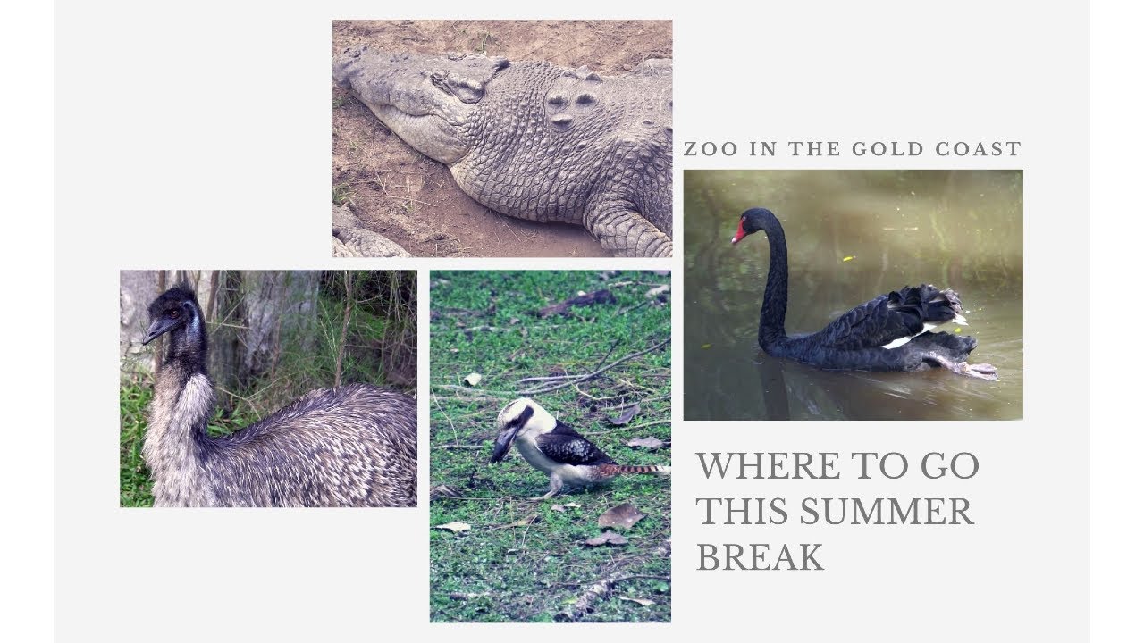 Zoo in the Gold Coast Australia 골드코스트 동물원オーストラリア、ゴールドコーストの動物園 - YouTube