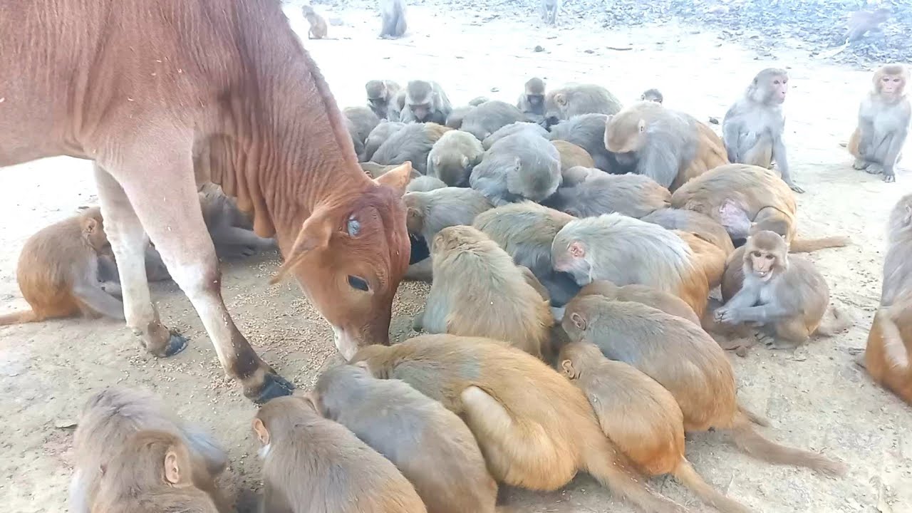 monkeys feeding video 🙏 Jai shree ram 🙏 - YouTube
