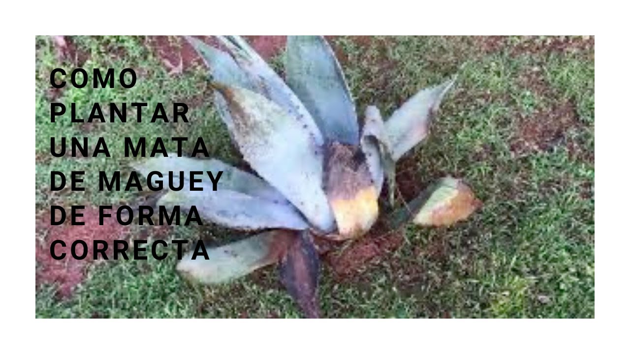 Como plantar una mata de maguey - YouTube