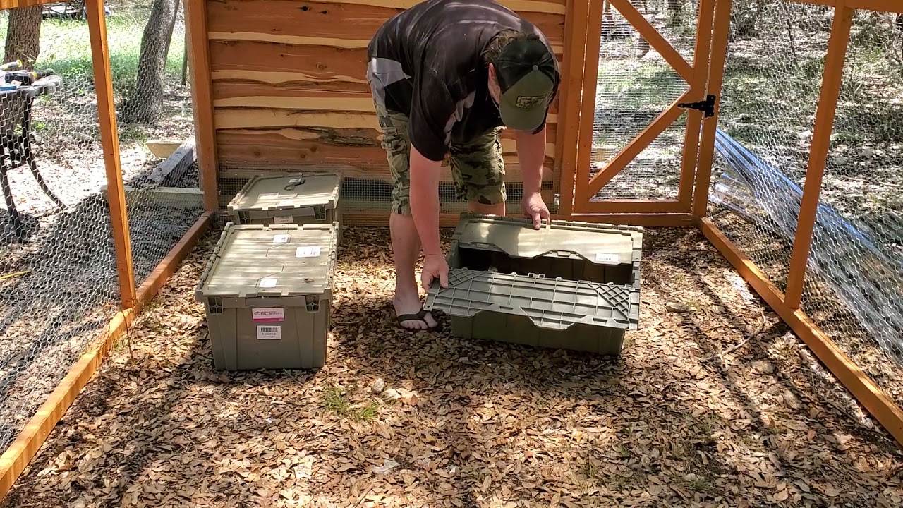 Guinea Fowl n Chicks first time in the Run at 4 wks 4 days - YouTube