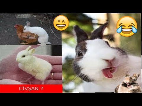 KOMİK HAYVANLAR | TAVŞAN TAVUĞA GÖZ DİKERSE | TAVUK TAVŞAN ÇİFTLEŞMESİ :)