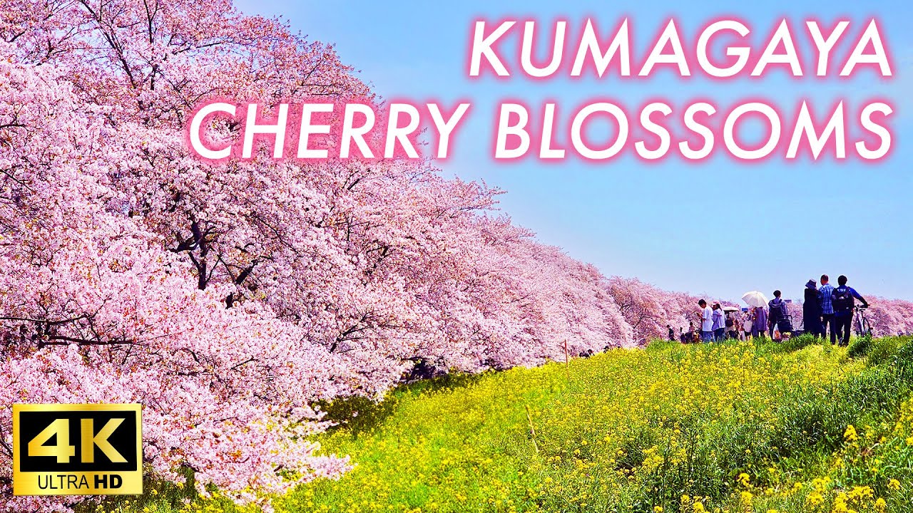 【4K Japan Sakura 2024】 A famous spot for cherry blossoms with a ...