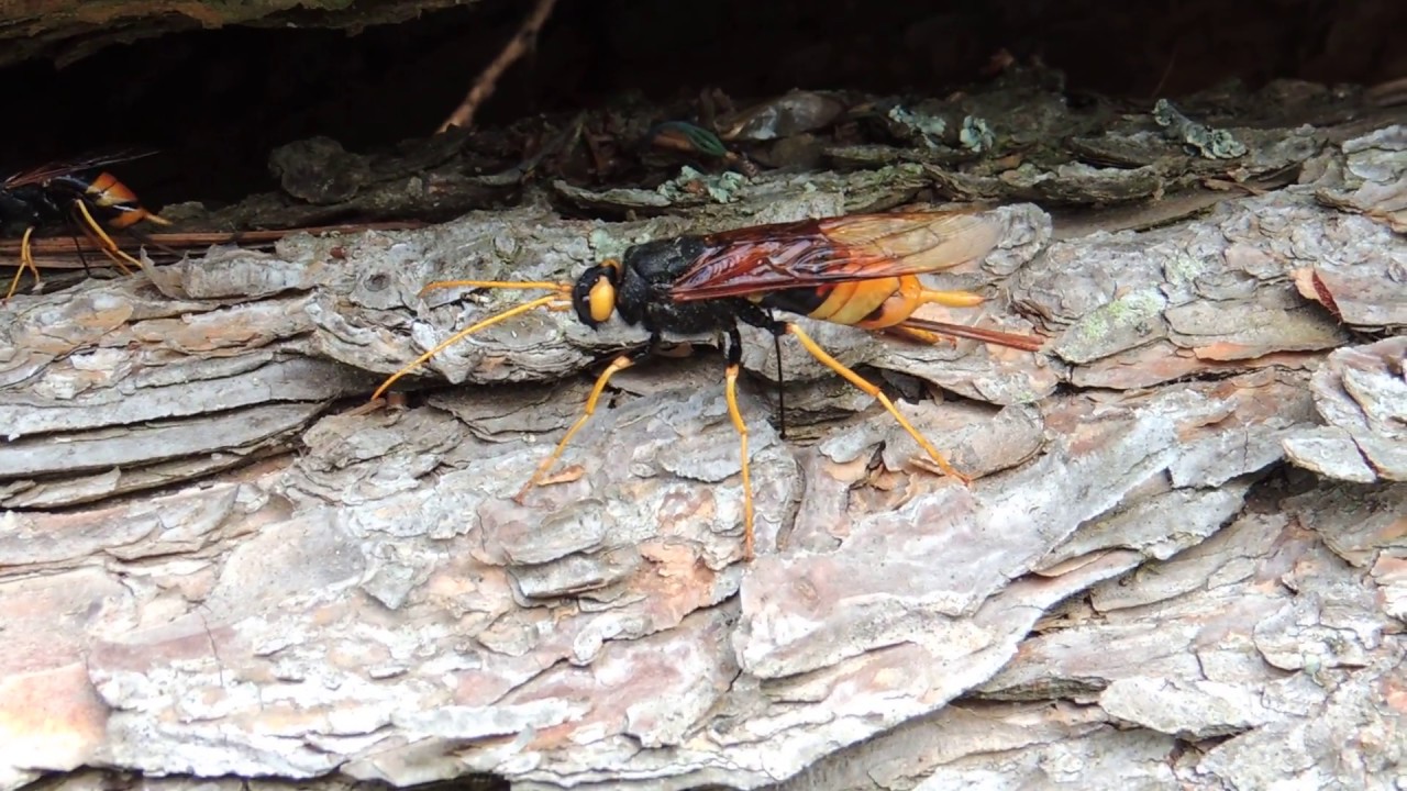 Trzpiennik olbrzymi (Urocerus gigas) // Giant woodwasp, banded horntail ...