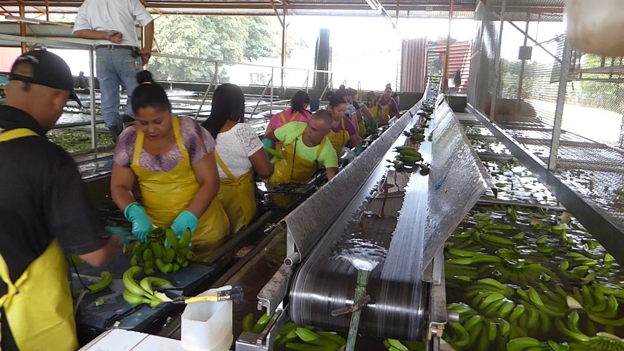 Banana sorting - YouTube