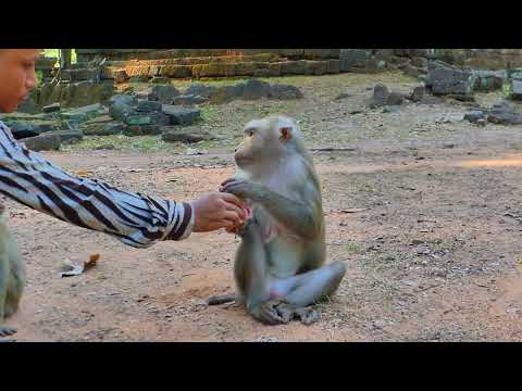 Monkey Libby misses her baby Levy so much she doesn't want to eat fruit or drink milk. 🙈💕