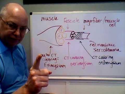 Professor Bob Long - Muscle Lecture 2 - YouTube