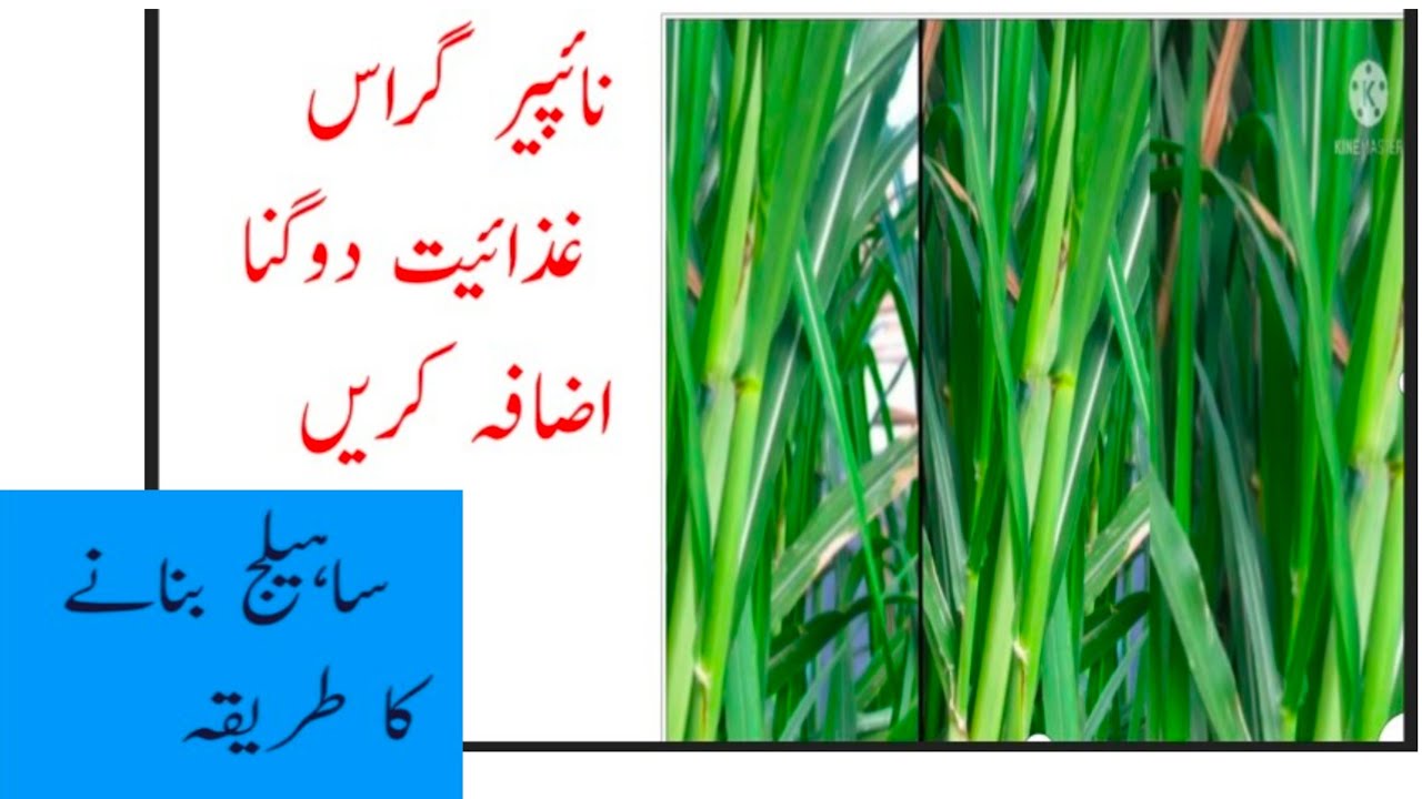 Silage making of Napier grass .Best Nutritional value of Napier grass ...