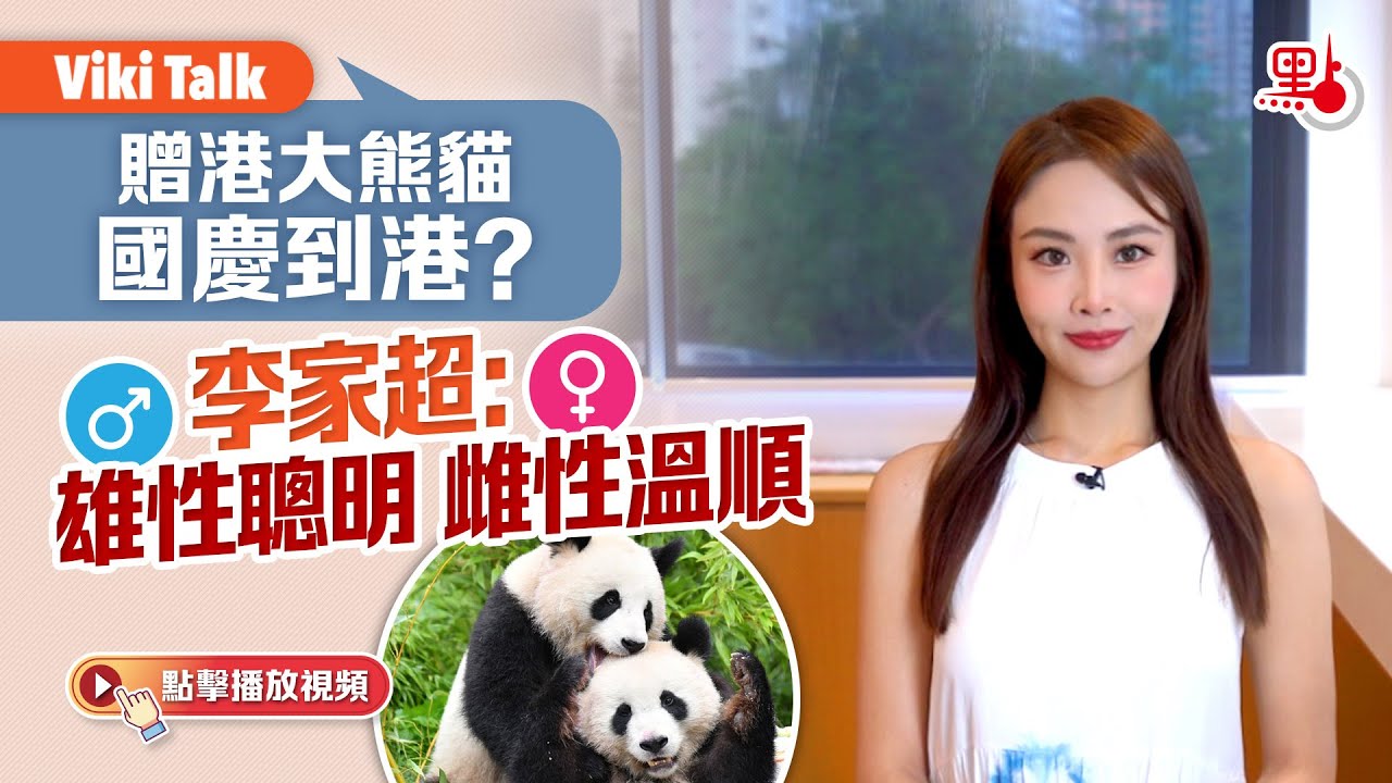 Viki Talk｜贈港大熊貓國慶到港？李家超：雄性聰明 雌性溫順 - YouTube