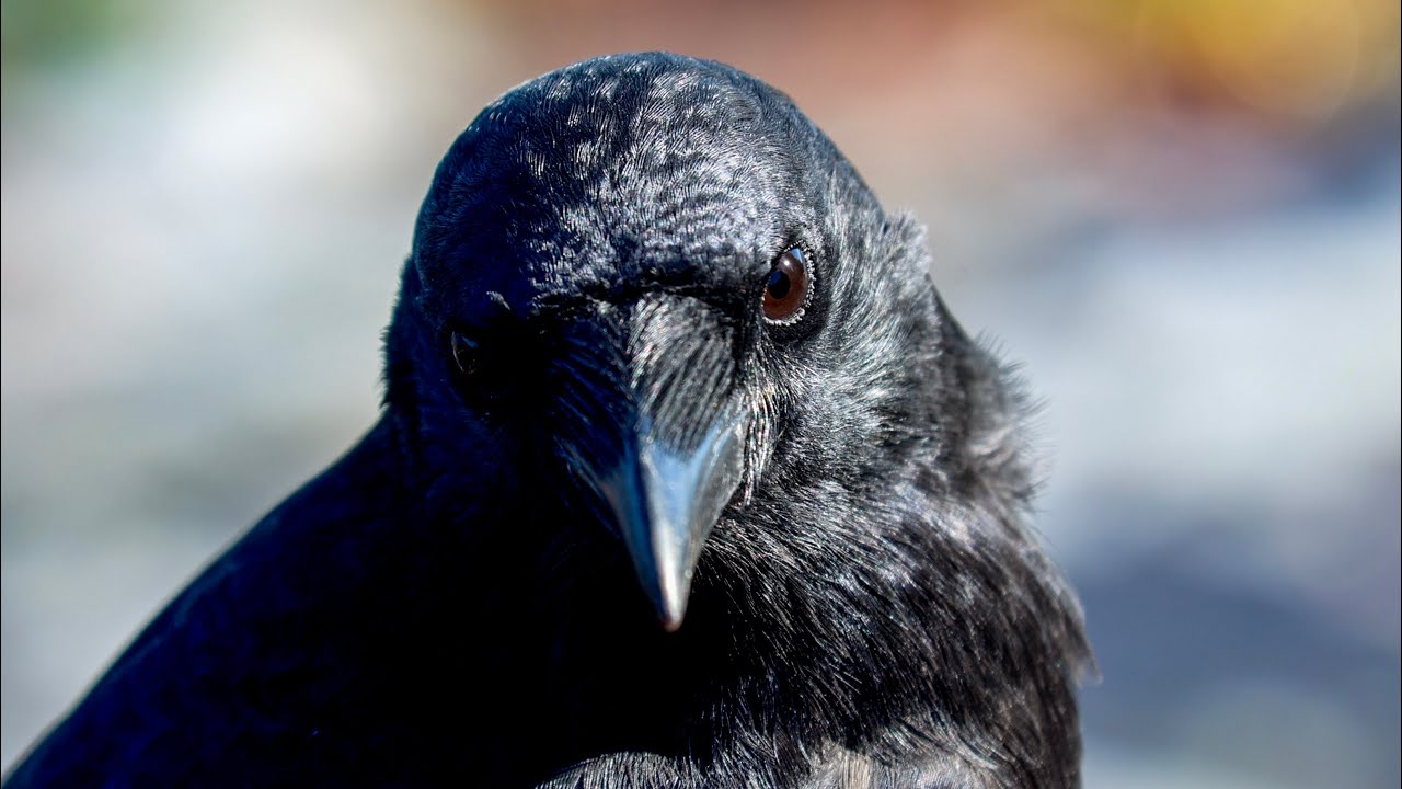 Crow Focus at the Beach - YouTube