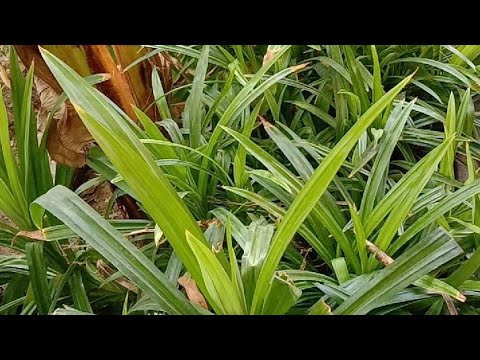 🌠 Yenga vetula niraya trees iruku vaga pakalam... 🌴🌳🍌🥭🥥 - YouTube
