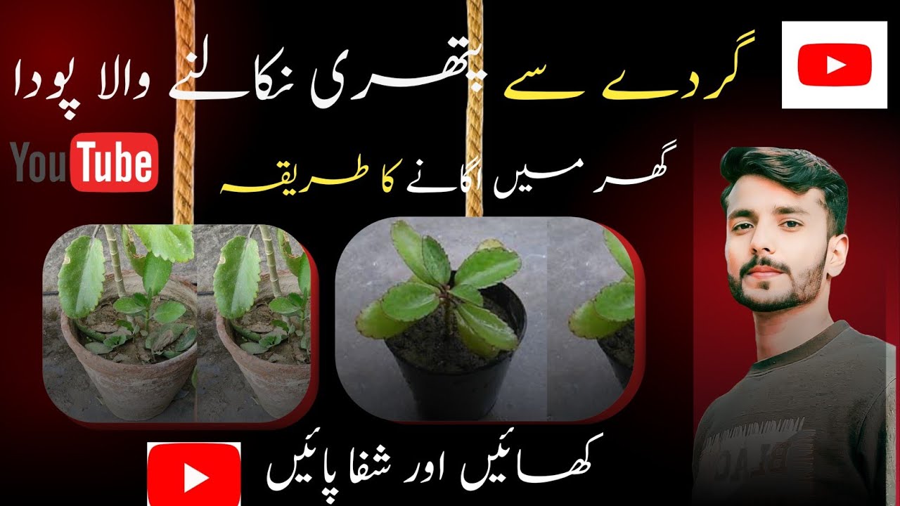 Pathar Chatta Plant Caring and Propagation Guide | Hindi/Urdu | pathr ...