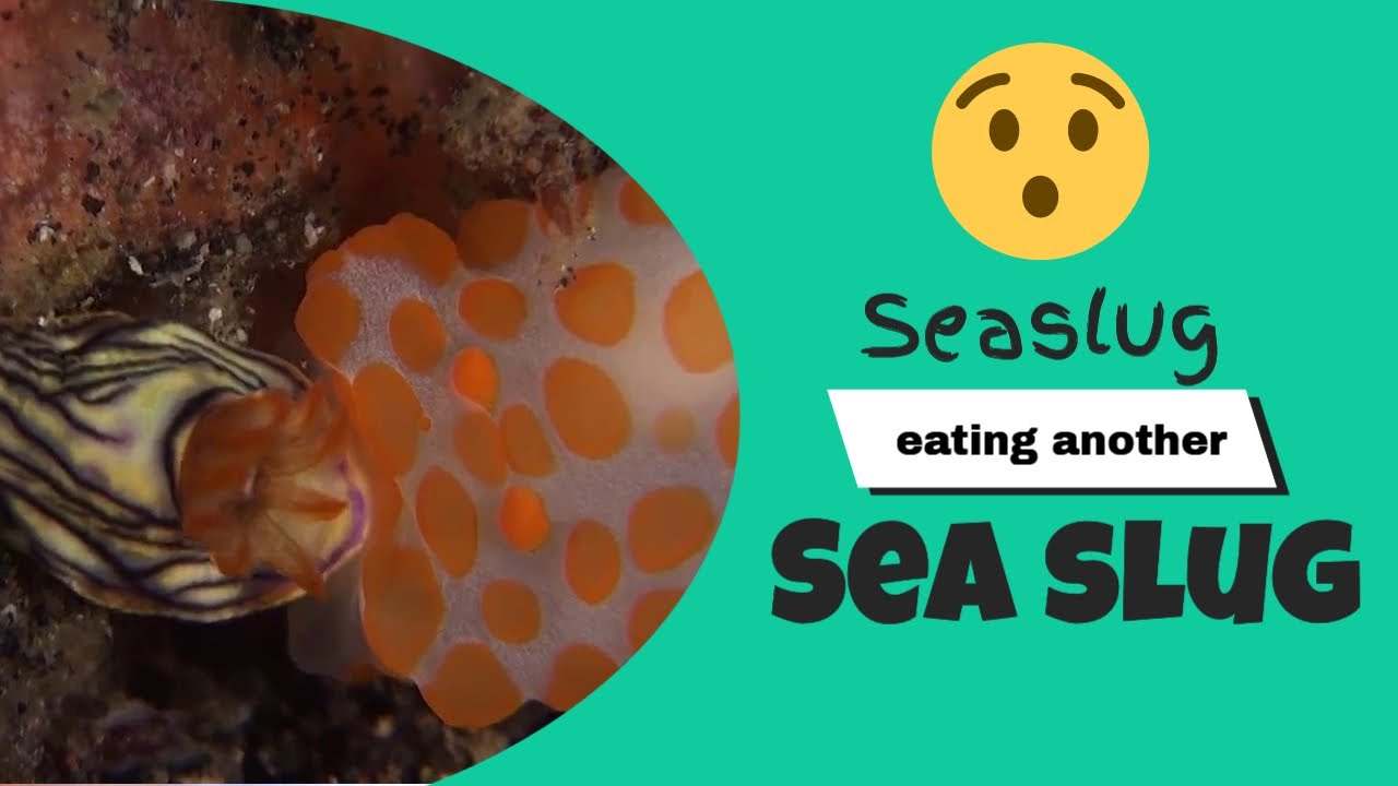 Sea slug (Nudibranch) eating another sea slug - YouTube