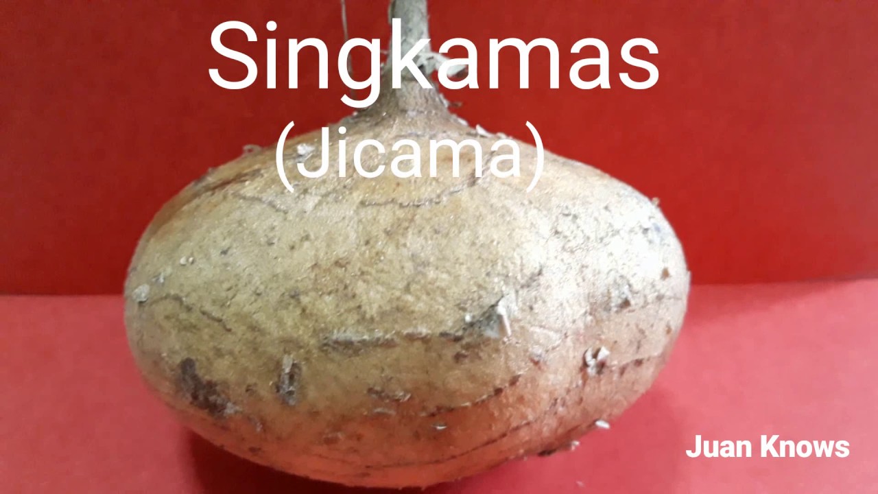 Singkamas (Jicama) - YouTube