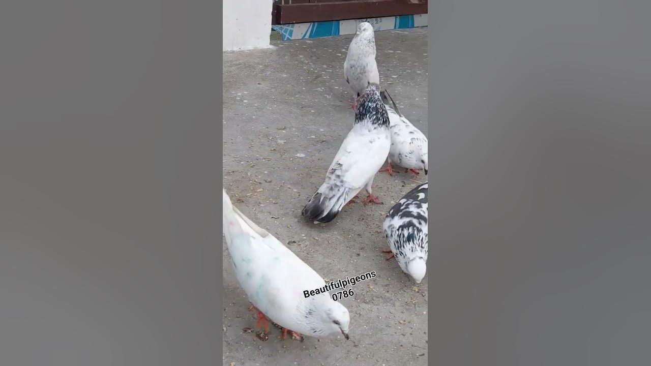 kisi ne Na Samjha Rutba Nabi ka ki Kankad bhi padhte kalma mohammad ka ...