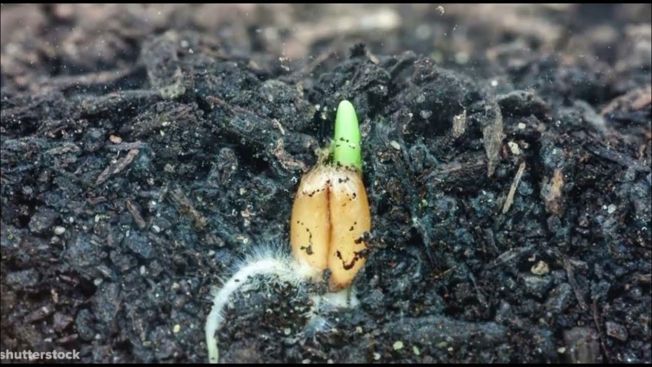 Photosynthesis and Pollination | Read It Yourself Video Lessons - YouTube