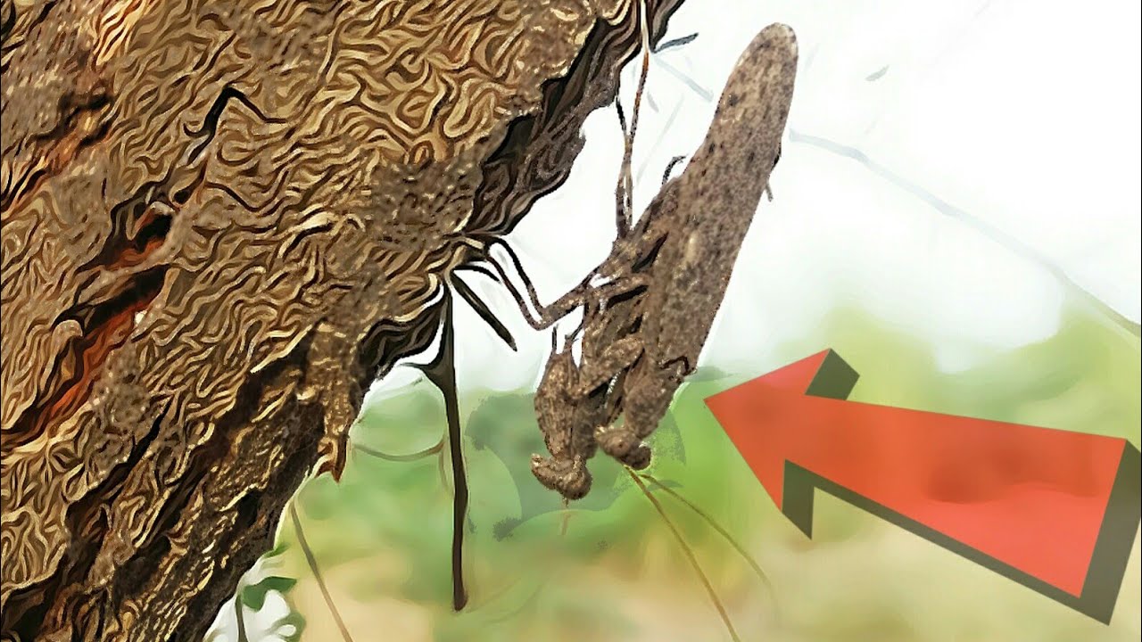 Gonatista grisea||common name Grizzled Mantis||Lichen Mimic - YouTube