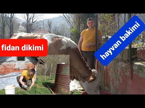 HAYVAN BAKIMI VE FİDAN DİKİMİ ilk baharın gelmesiyle köyde yaşam#vlog