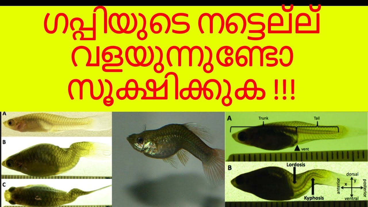 Guppy Fish Spinal Deformity | Vivek Parayil | Parayil Aqua - YouTube