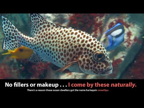 15 Fish With Big Lips (With Photos) - AquariumStoreDepot