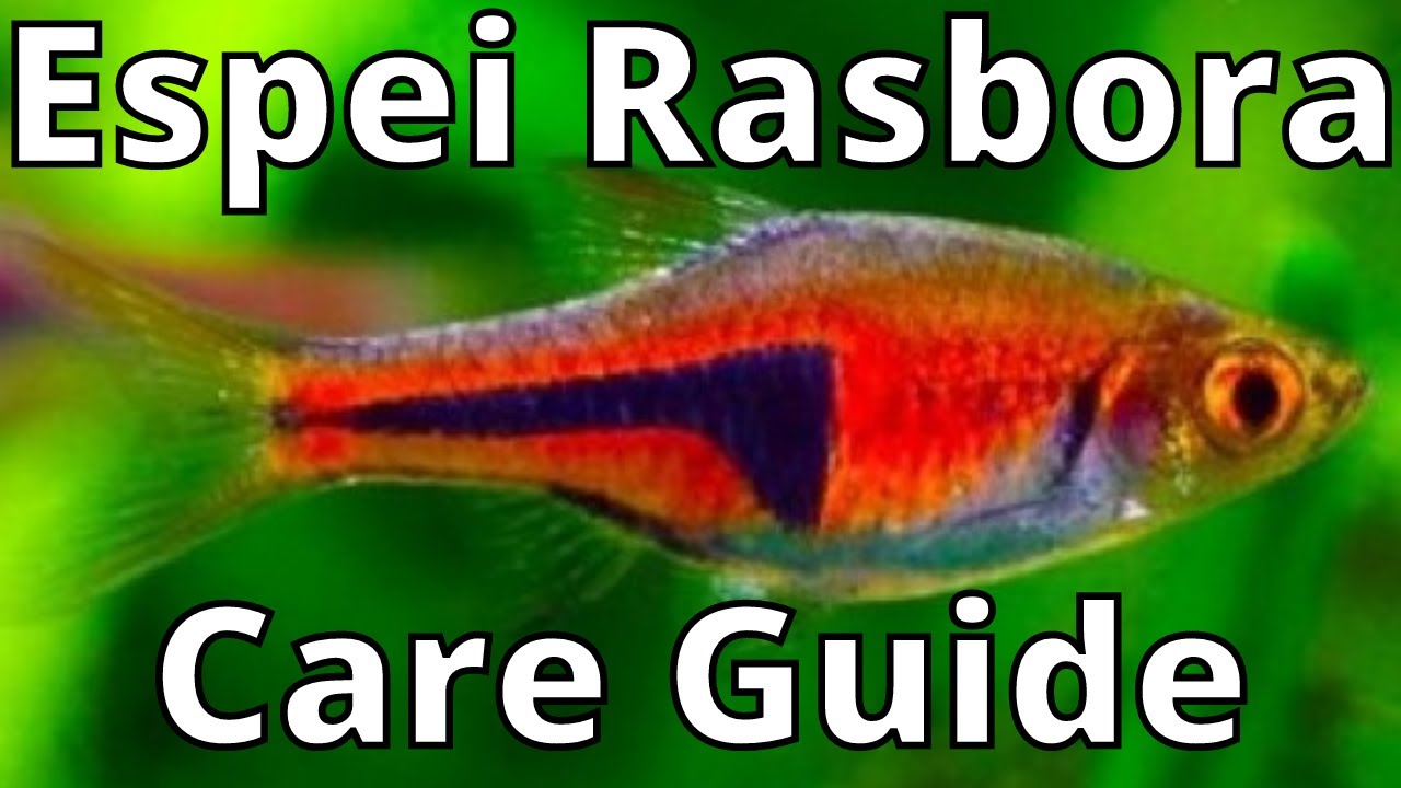 Espei Rasbora Care Guide - YouTube