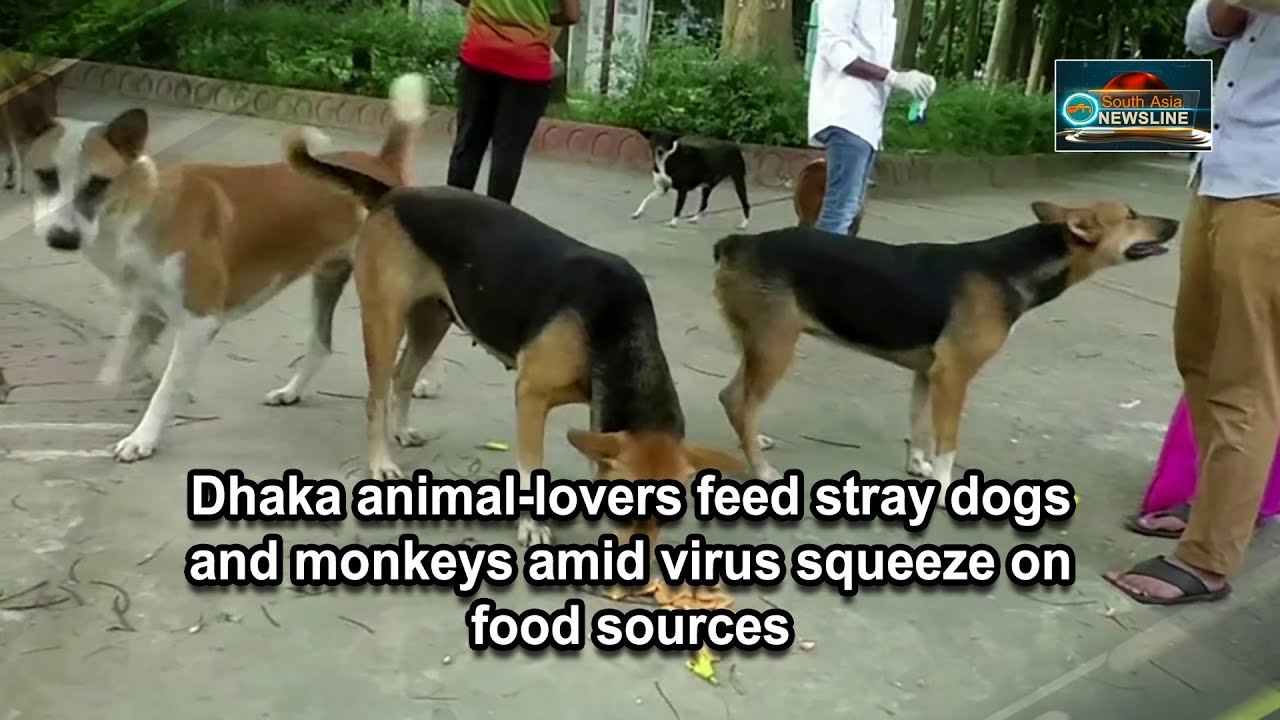 Dhaka animal-lovers feed stray dogs and monkeys amid virus squeeze on ...