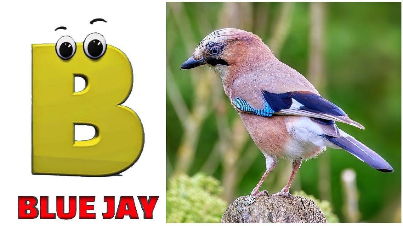 ABC Song | Birds 🕊️ ABC Song | Phonics for Kids | Baby Alphabet Letters ...