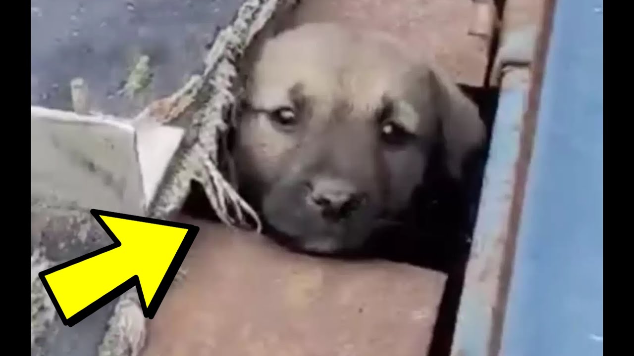 Rescuer Spots Pleading Face Peeking Out From Rusty Hole. Save the ...