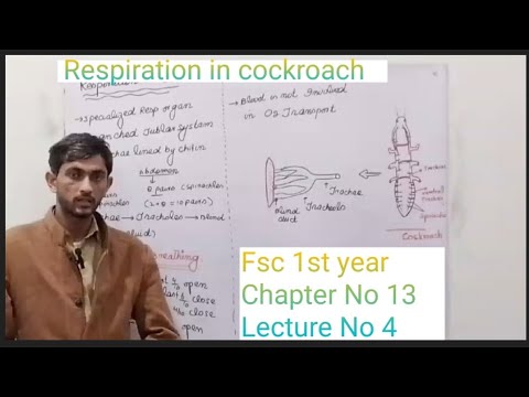 Respiration in Cockroaches | How Cockroaches Breathe! - YouTube