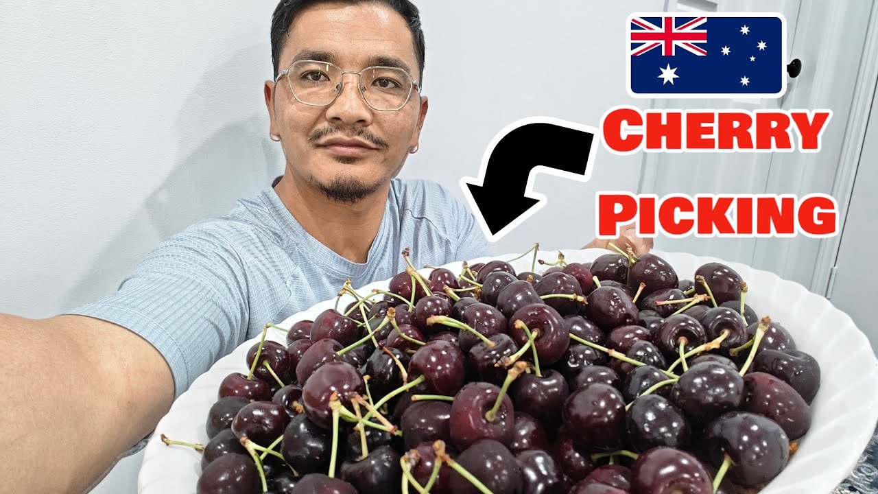 Visit Melbourne cherry 🍒farm || the best farm in Melbourne 🇦🇺 - YouTube