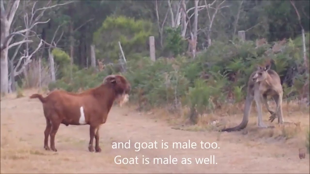 Kangaroo vs Goat - YouTube