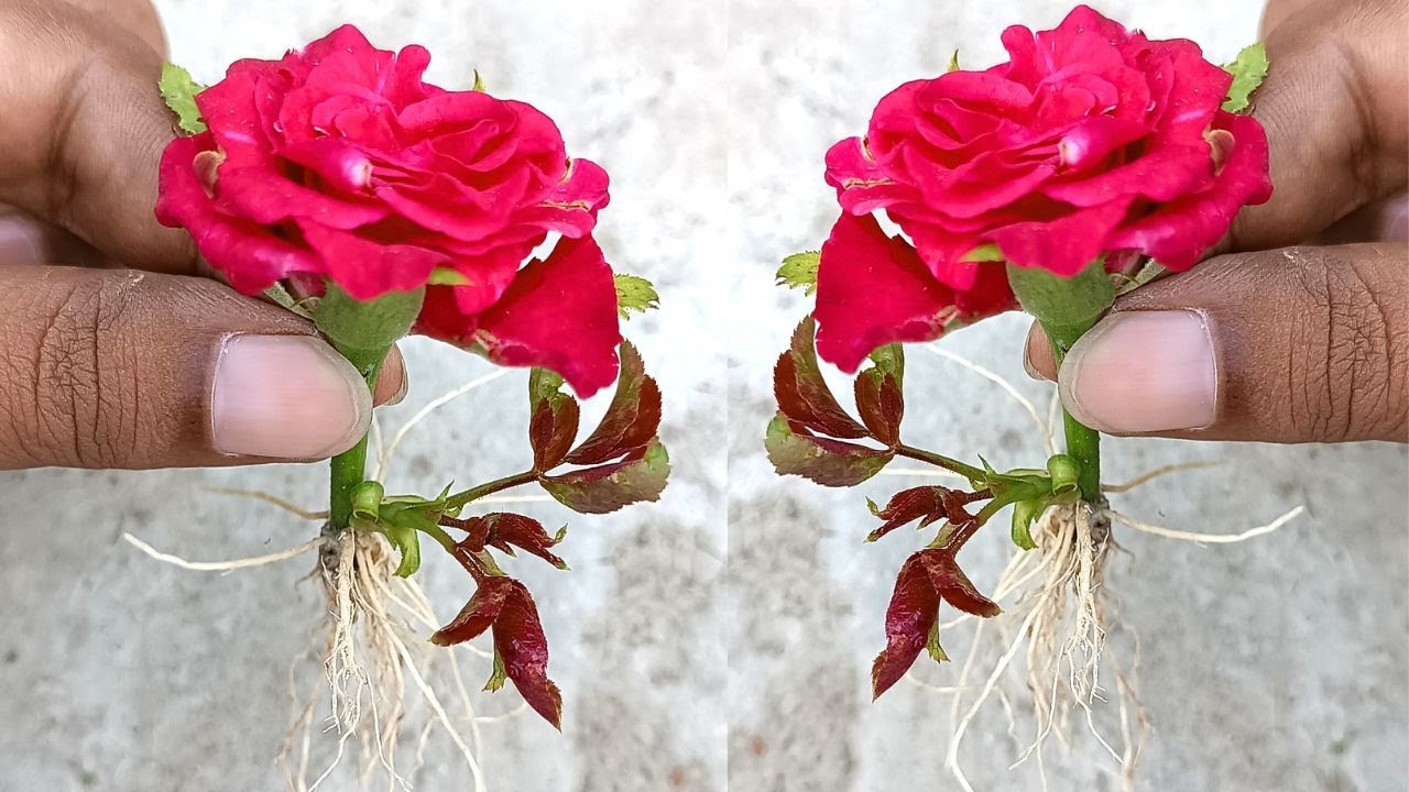 Grow rose from banana | Effective of banana in rose - YouTube