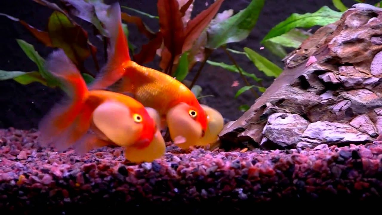 Pez Ojo de Burbuja - YouTube