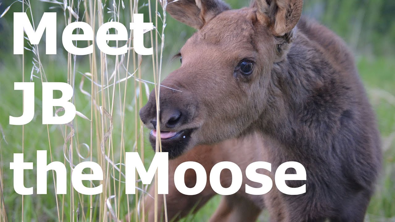 Meet JB the Moose - YouTube