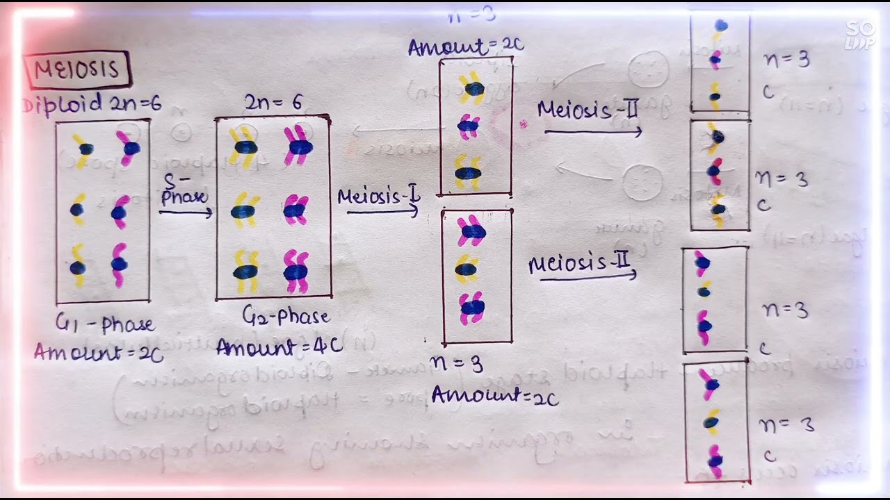 Meiosis flow chart// NEET 🔥 preparation - YouTube