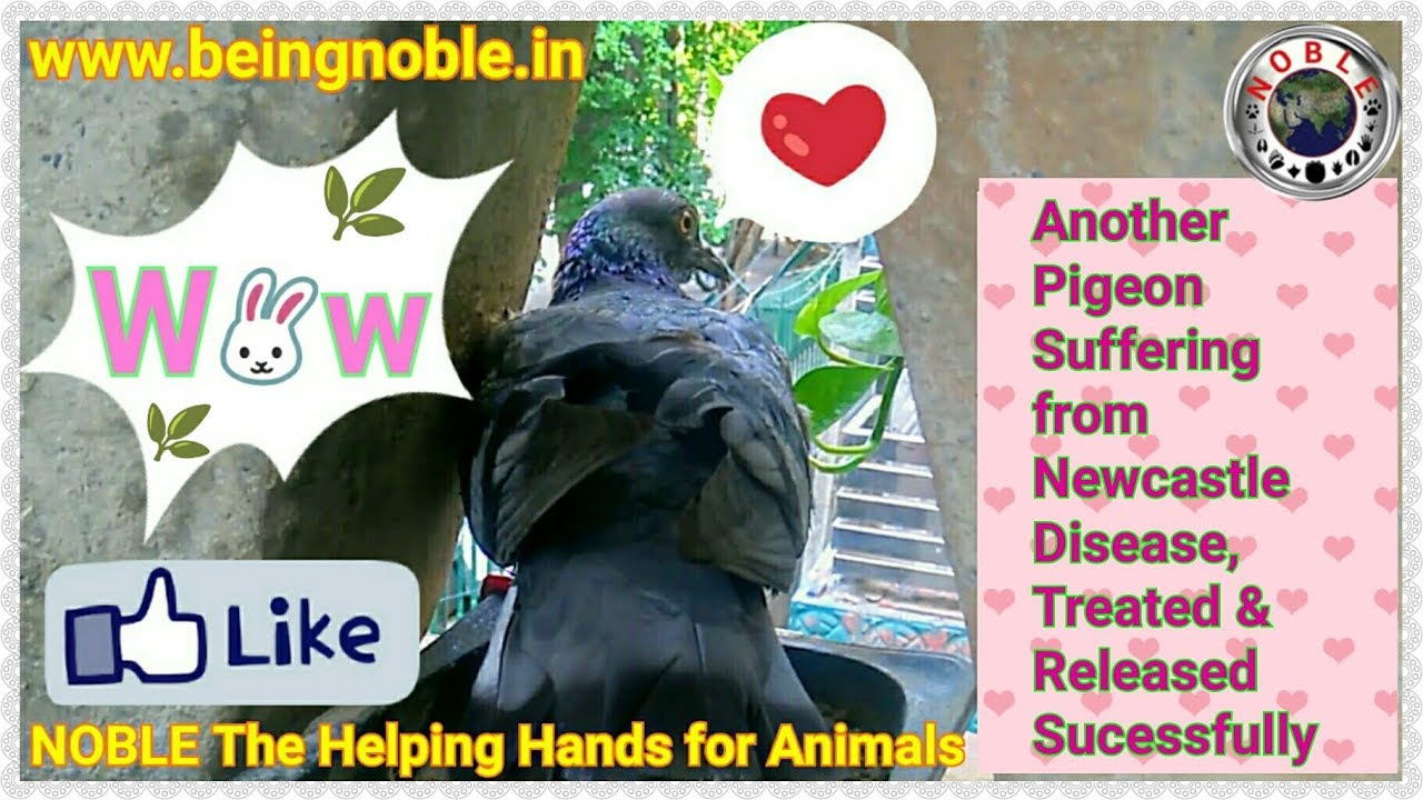 Pigeon Suffering from Newcastle ( रानीखेत) Disease Treated and Released ...