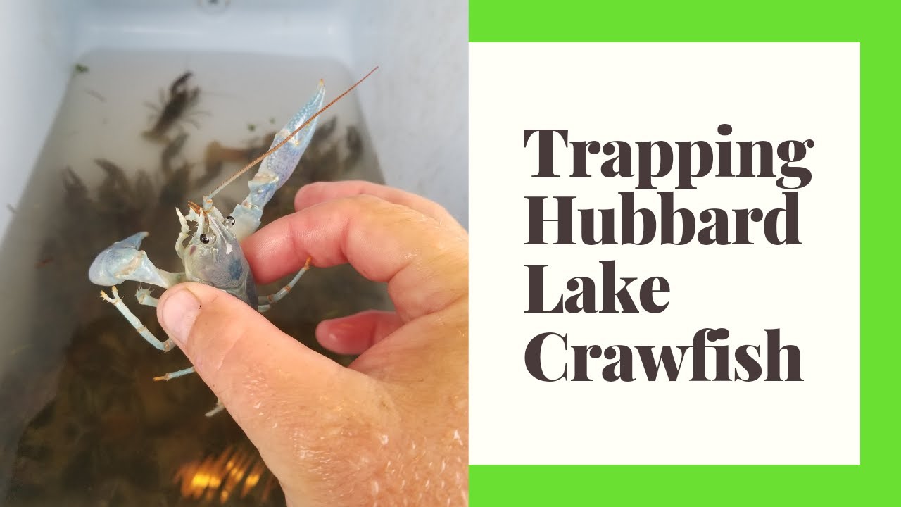 Crawfish Trapping Hubbard Lake - YouTube