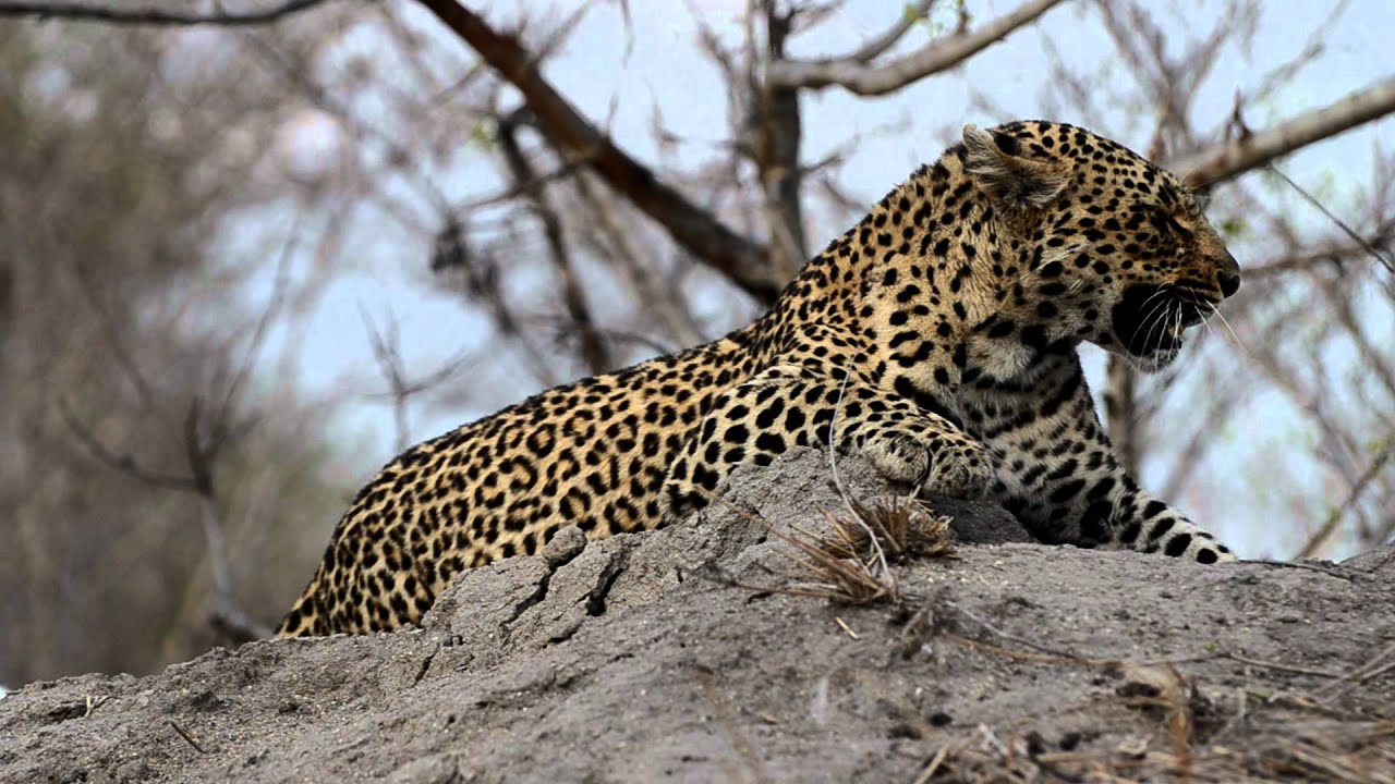 A Leopard named "Shadow" - YouTube